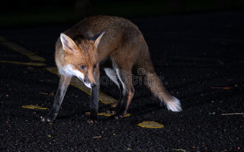 Red Fox Standing on the Road at Night Stock Image - Image of hunter ...