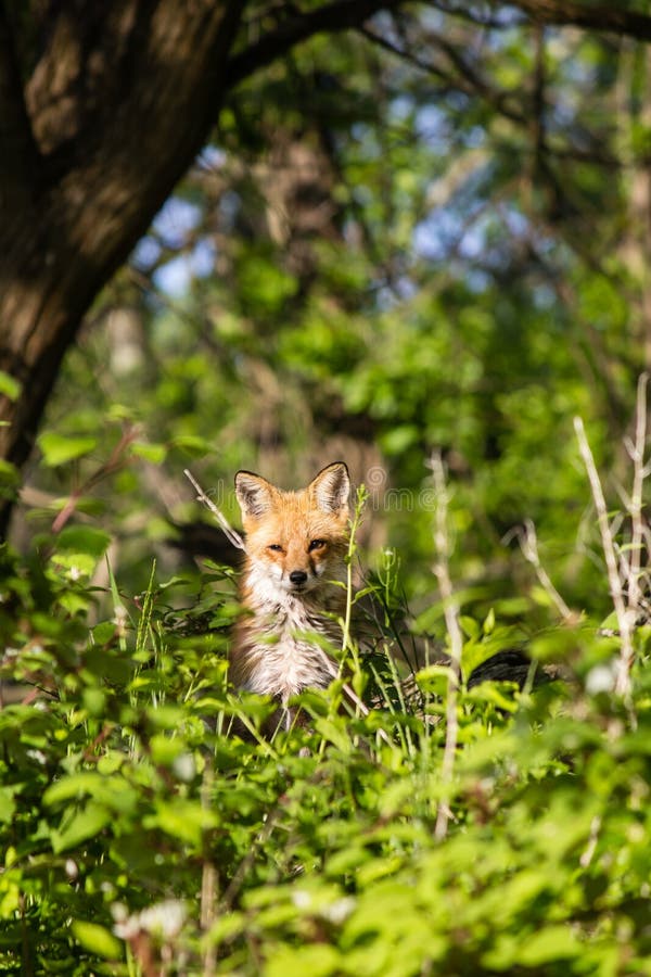Red Fox Standing in Spring Forest Stock Image - Image of weeds, adult ...