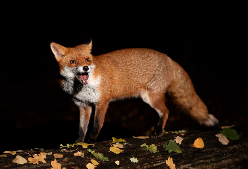 Red Fox Standing on a Tree in Autumn at Night Stock Photo - Image of ...