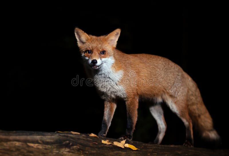 Red Fox Standing on a Tree in Autumn at Night Stock Photo - Image of ...