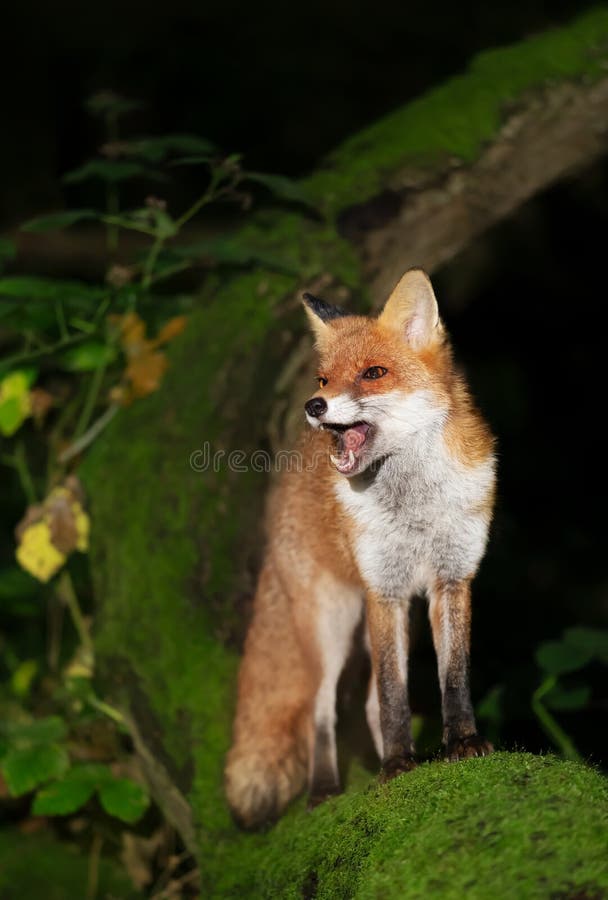 Red Fox Screaming Night Stock Photos - Free & Royalty-Free Stock Photos ...