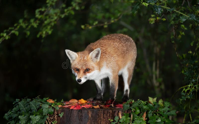 Red Fox Standing on a Tree in a Forest in Autumn Stock Photo - Image of ...