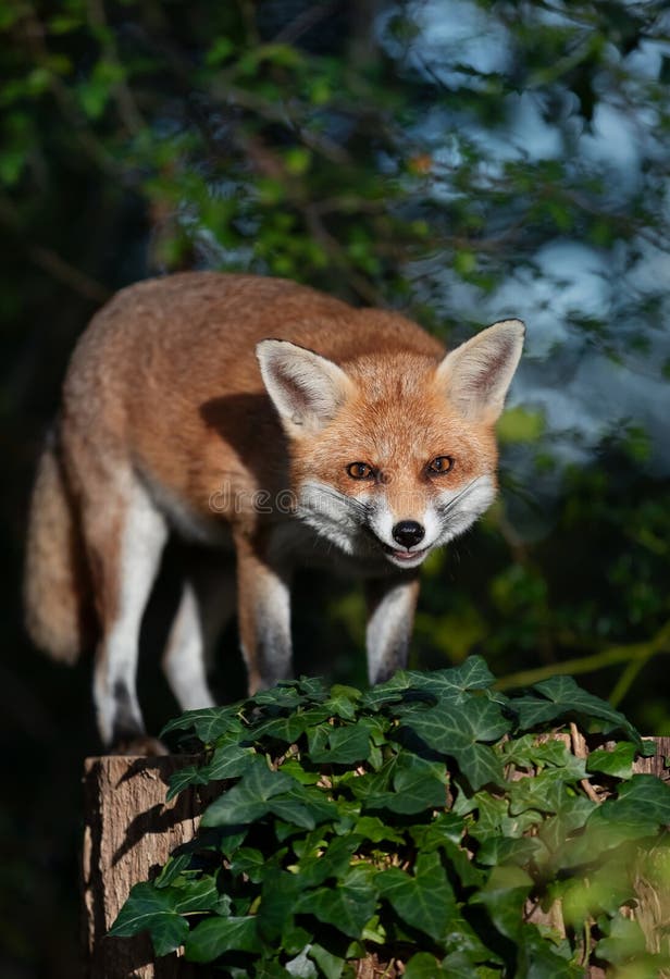 Red Fox Standing on a Tree in a Forest Stock Photo - Image of isolated ...