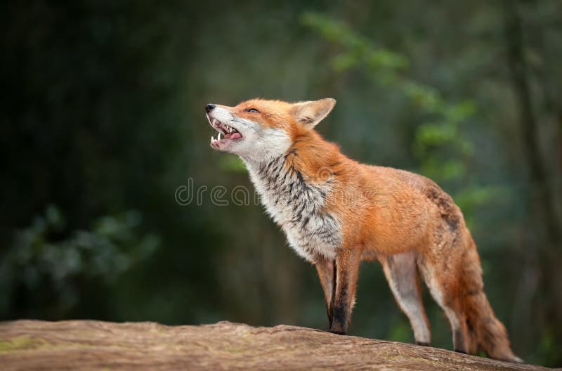 Red Fox Standing on a Tree in a Forest Stock Photo - Image of summer ...
