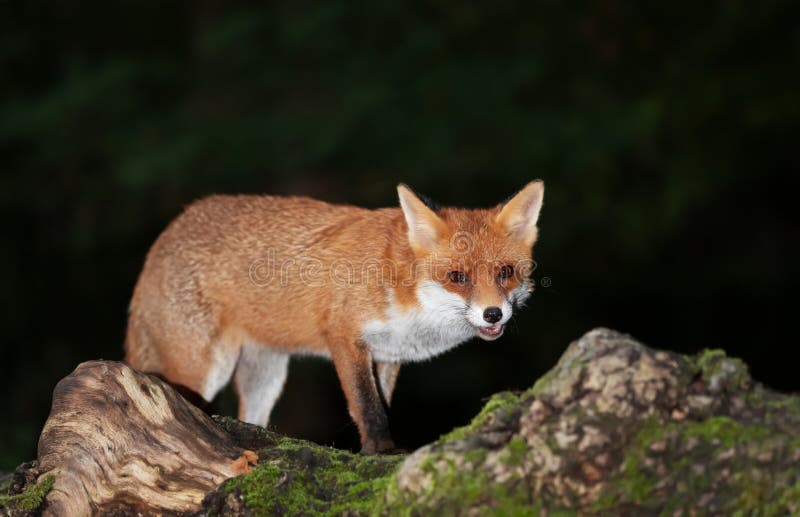 Red Fox Standing on a Tree in a Forest at Night Stock Photo - Image of ...