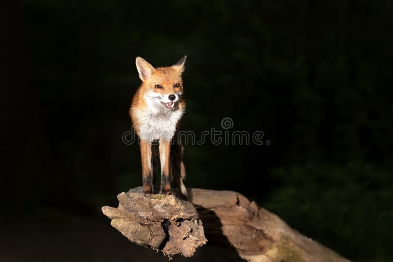 Red Fox Standing on a Tree in a Forest at Night Stock Photo - Image of ...