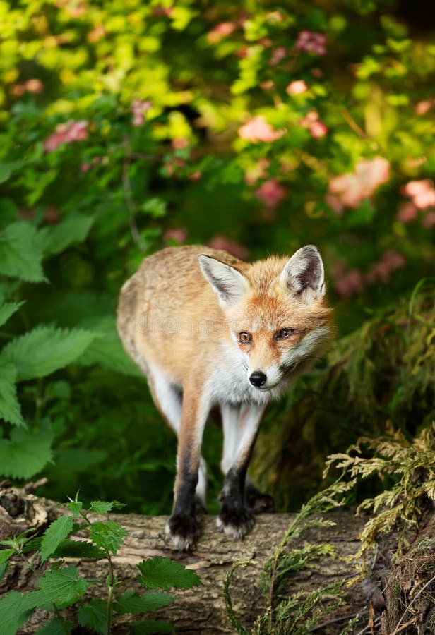 Red Fox Standing on a Tree in a Forest in Spring Stock Image - Image of ...