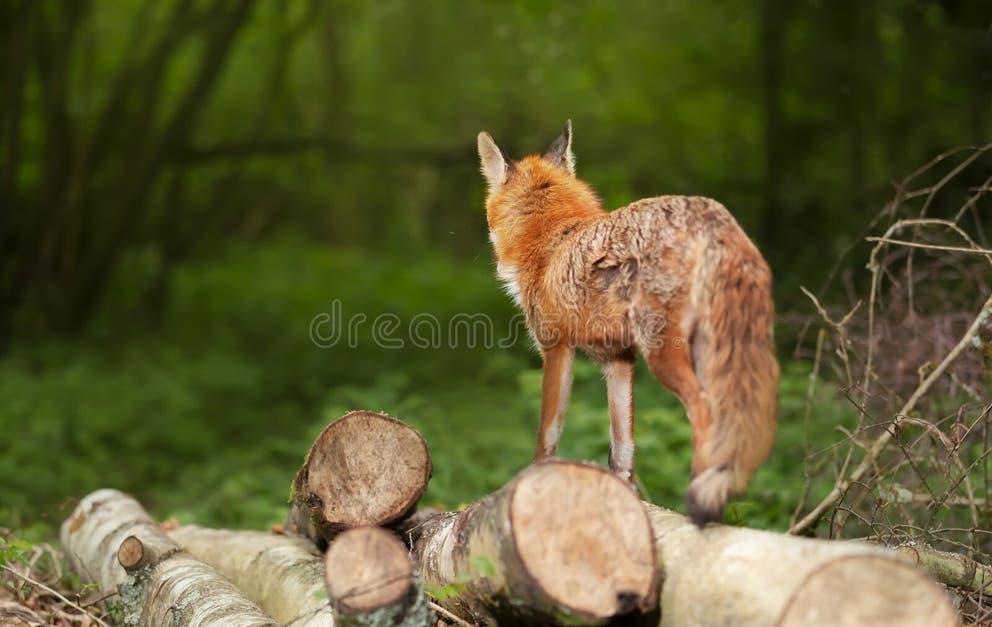 Red Fox Standing on Tree Logs in a Forest Stock Photo - Image of spring ...