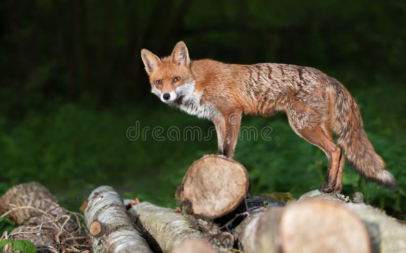 Red Fox Standing on Tree Logs in a Forest Stock Image - Image of ...