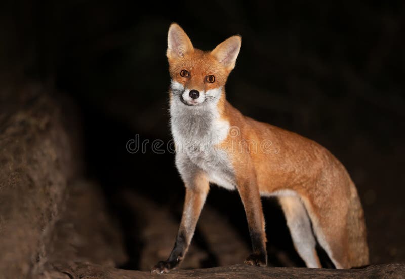 Red Fox Standing on a Tree at Night Stock Photo - Image of behavior ...