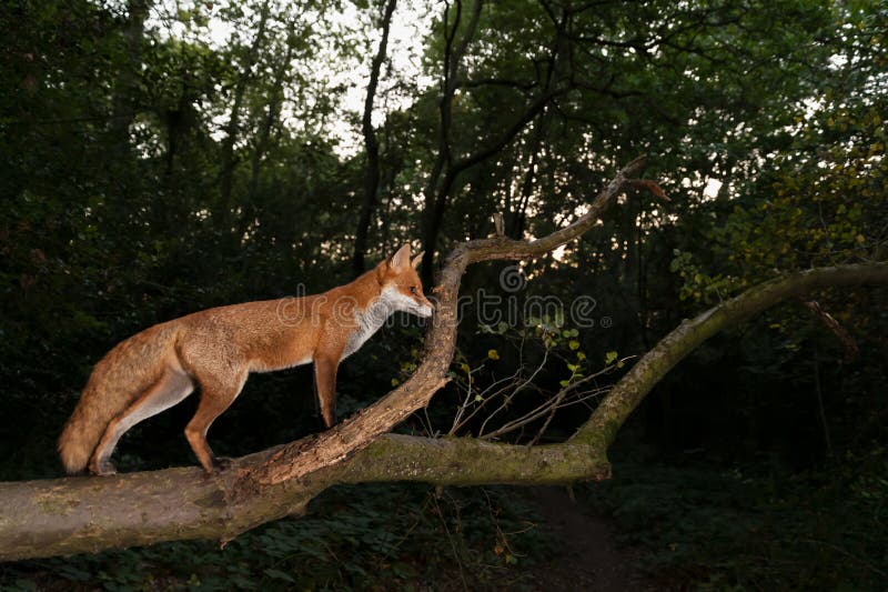 Red Fox Standing on a Tree Trunk at Night in a Forest Stock Photo ...