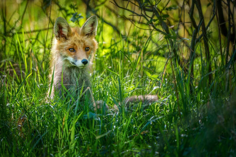 Red Fox in Natural Woodland Habitat Stock Image - Image of leaves ...