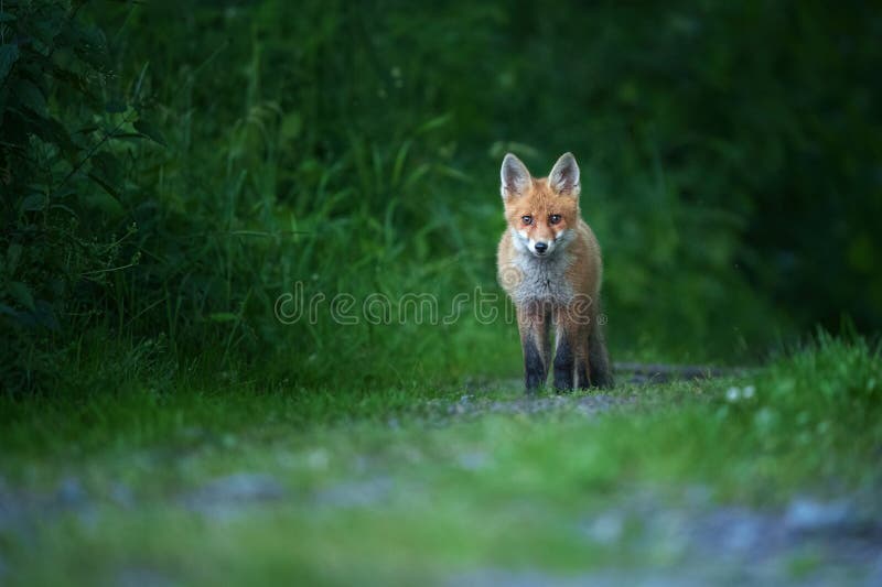 Red Fox in Natural Woodland Habitat Stock Image - Image of orange ...