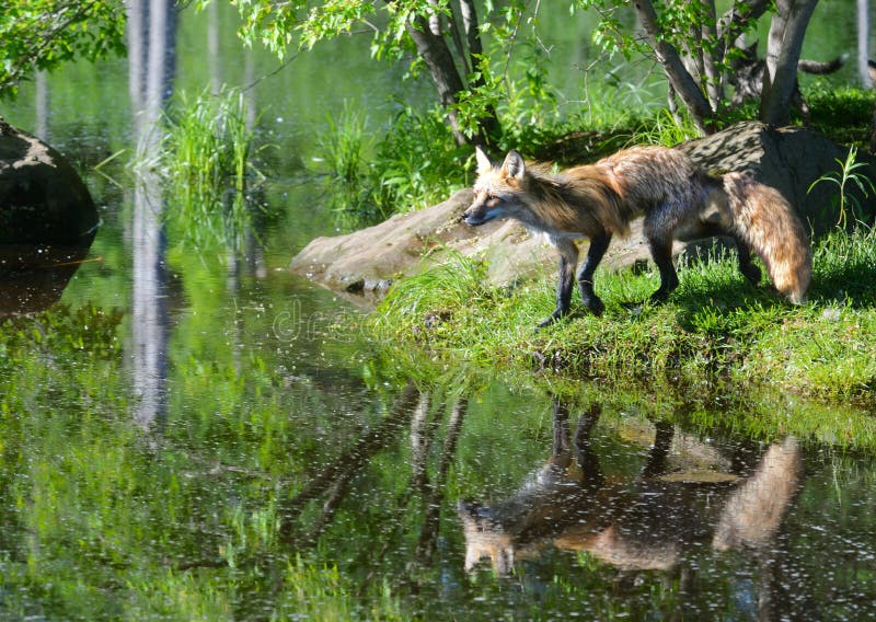 Red Fox Stands on a Boulder Over Waters. Stock Photo - Image of orange ...