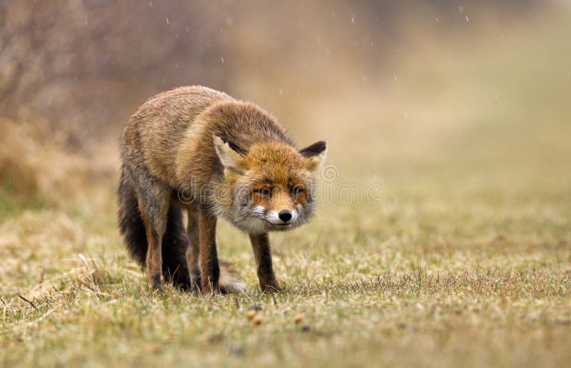 Dog scratching his ear stock image. Image of insect, fleas - 61650681
