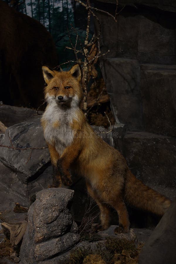 The Red Fox Stands with Its Front Paws on the Stones and Looks at the ...