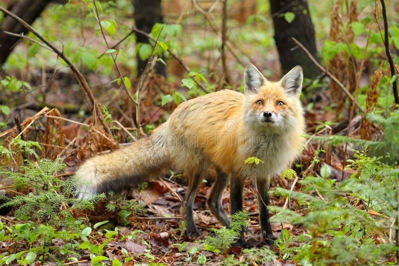 Red Fox Stare stock photo. Image of spring, bushy, vegetation - 31224362