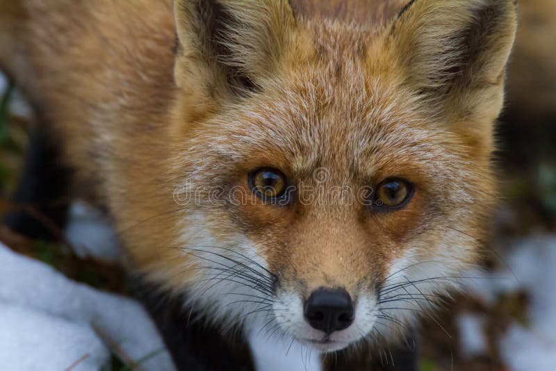 Red Fox stare stock image. Image of stare, furry, fuzzy - 50018127