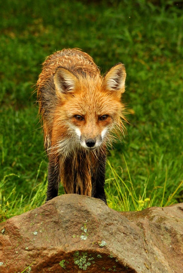 Red Fox Staring at the Camera. Stock Photo - Image of captive, close ...