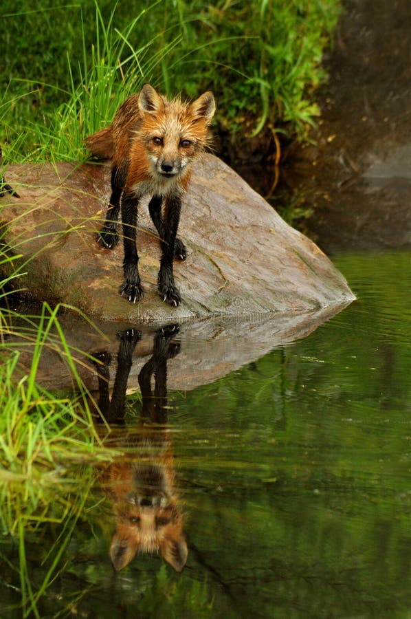 Red Fox Staring at the Camera. Stock Image - Image of little, carnivore ...