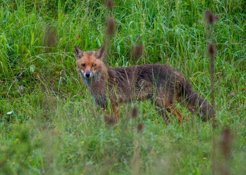 Red fox stock photo. Image of field, nature, predator - 74747516