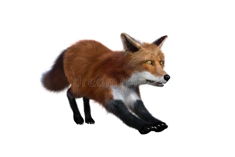 Red Fox Stretching 3D Render Isolated on White Background Stock Photo ...