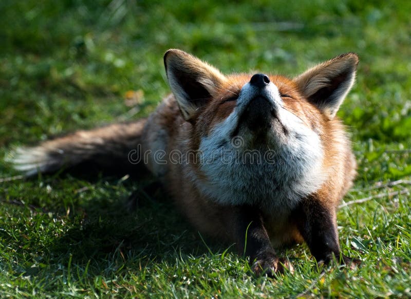 Red Fox Stretching in the Sun Stock Photo - Image of stretch, sunshine ...
