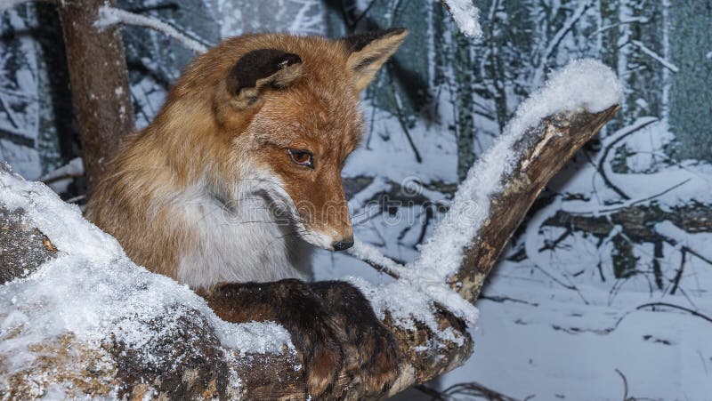 Red Fox Stuffed and Mounted on a Display Stand. Taxidermy Fox Mount ...