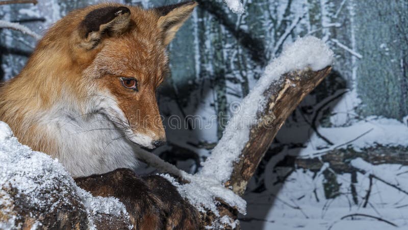 Red Fox Stuffed and Mounted on a Display Stand. Taxidermy Fox Mount ...
