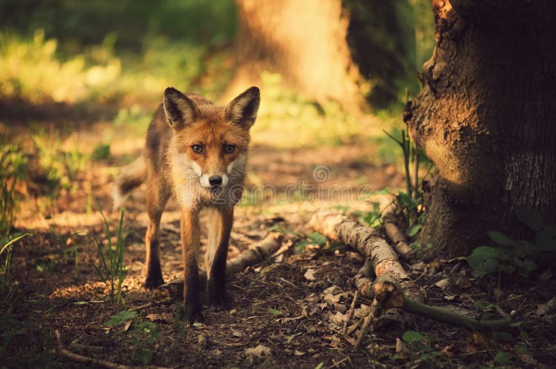 Red fox stock image. Image of mammal, natural, young - 123379401
