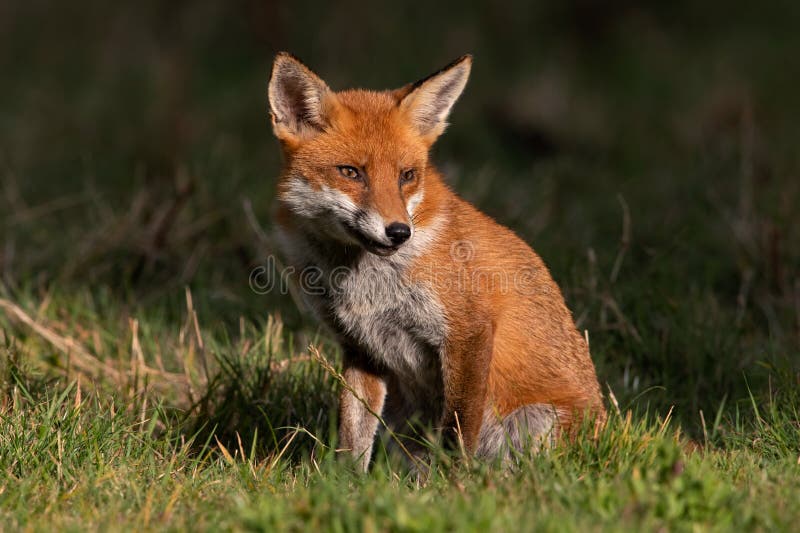 Red Fox, Vulpes vulpes stock photo. Image of persecuted - 204281726