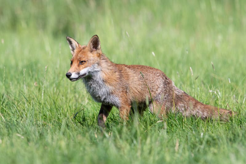Red Fox, Vulpes vulpes stock photo. Image of swift, nature - 241433528