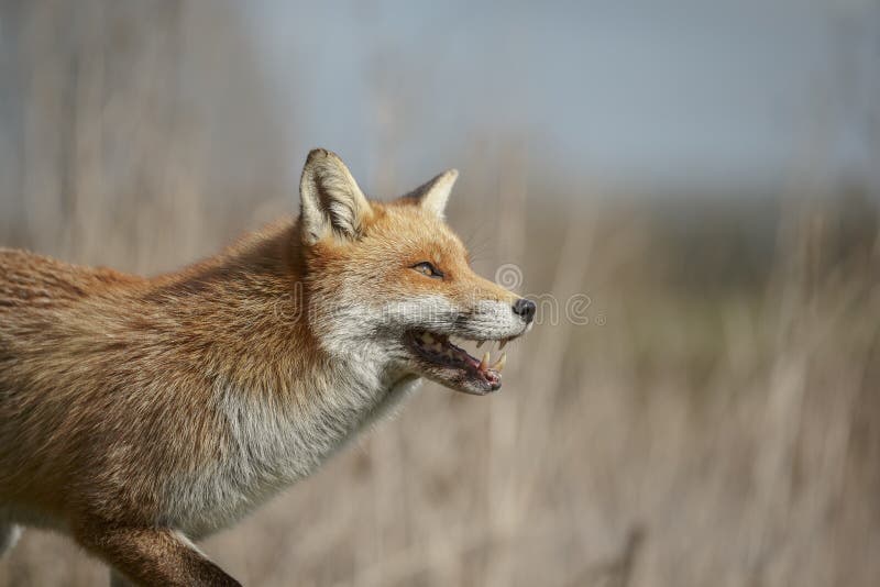 Red fox on a sunny day stock photo. Image of britain - 69852166