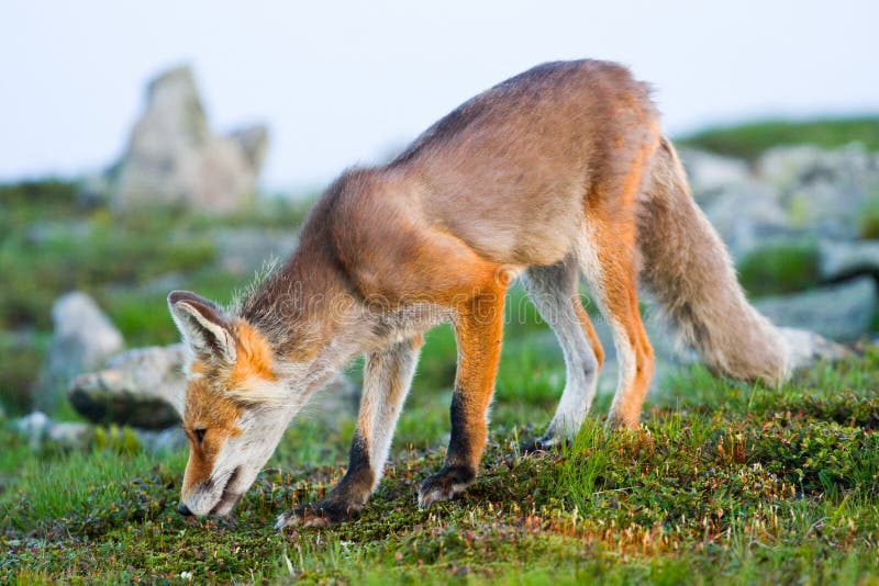 Red Fox, Sunrise, Babia Gora, Poland Stock Image - Image of animal ...