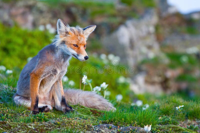 Red Fox, Sunrise, Babia Gora, Poland Stock Image - Image of sitting ...