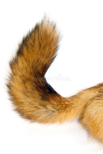 Red Fox tail stock image. Image of attentive, fell, view - 21808957