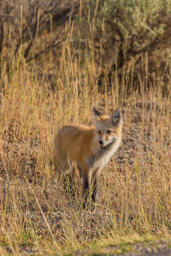 Red Fox stock photo. Image of wildlife, outdoors, predator - 78630552