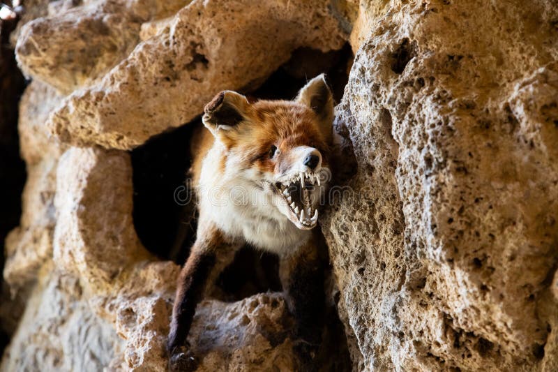 Red Fox Taxidermy Inside Cave Stock Image - Image of hunter, survival ...