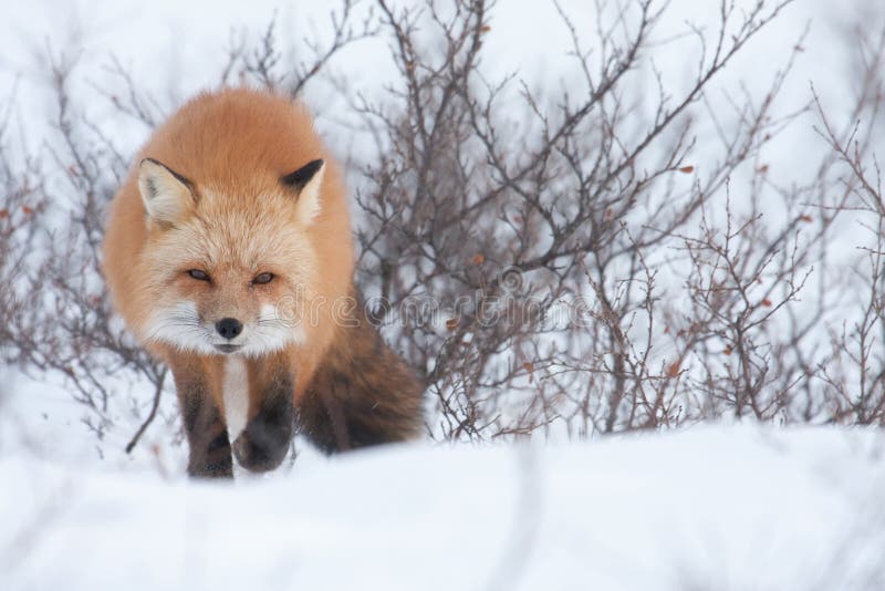 Red fox2 stock photo. Image of snow, winter, canada, mamal - 30913620