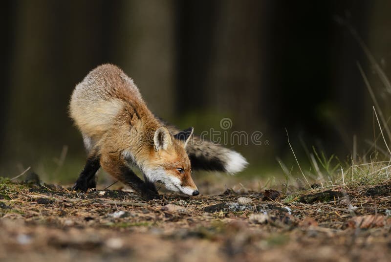 Red Fox Austria Stock Photos - Free & Royalty-Free Stock Photos from ...