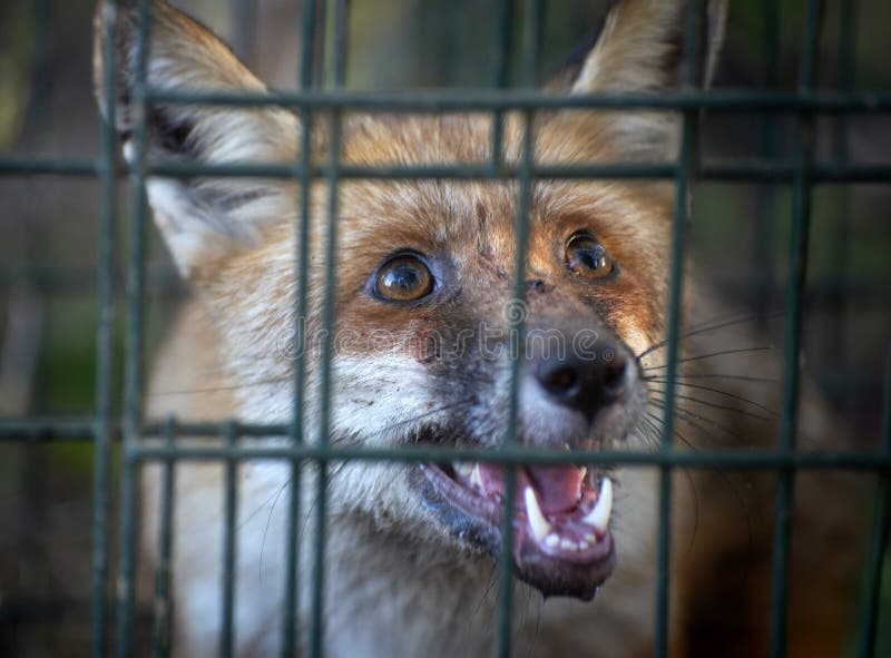 Red fox trapped stock image. Image of trapping, predator - 310503751