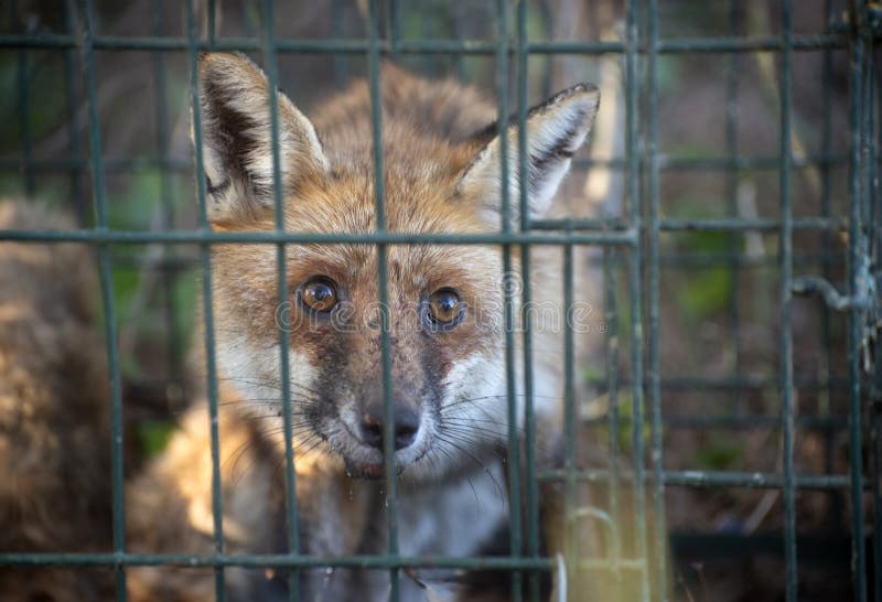 Red fox trapped stock image. Image of predator, animal - 311249779