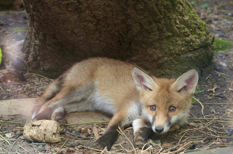 Red fox under a tree stock image. Image of britishnaturephotography ...
