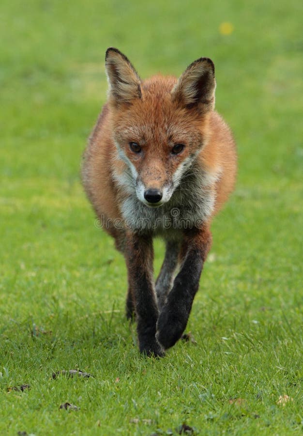 Red fox. stock image. Image of walking, front, frontal - 46483903