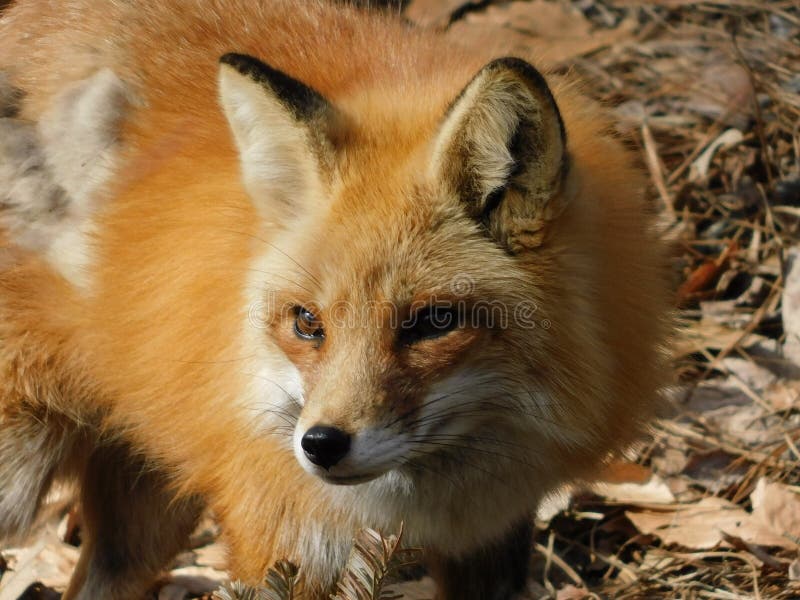 Red Fox at Virginia Living Museum Editorial Stock Photo - Image of ...