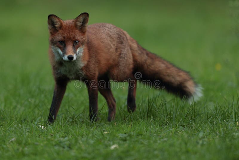 Red Fox..[vixen] in a Grassy Meadow. Stock Photo - Image of grassy ...