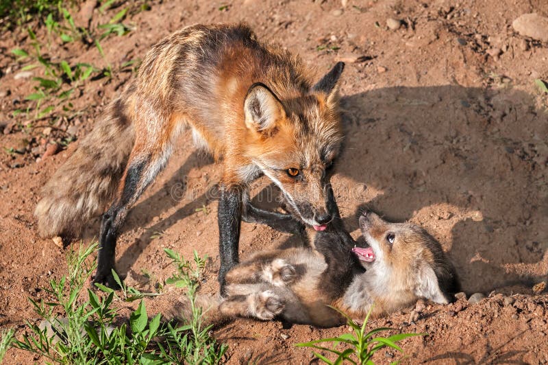 Red Fox Vixen (Vulpes Vulpes) Holds Down Misbehaving Kit Stock Image ...