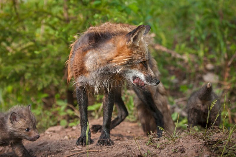 Red Fox Vixen Vulpes Vulpes with Meat and Kits Stock Photo - Image of ...
