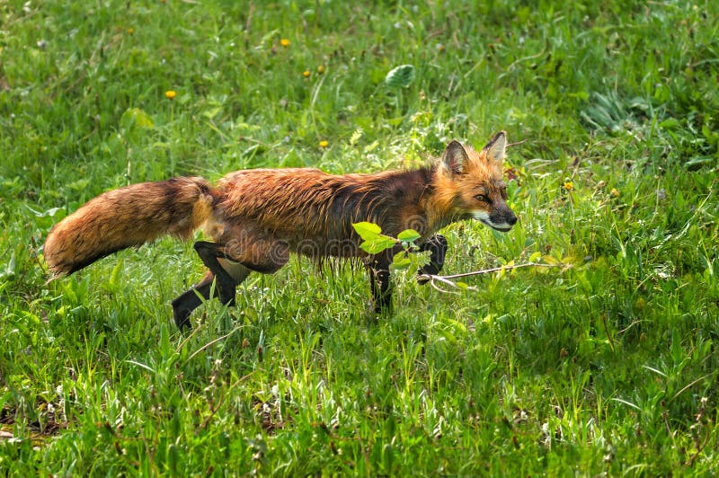 Red Fox Vixen (Vulpes Vulpes) Stalks through the Grass Stock Photo ...