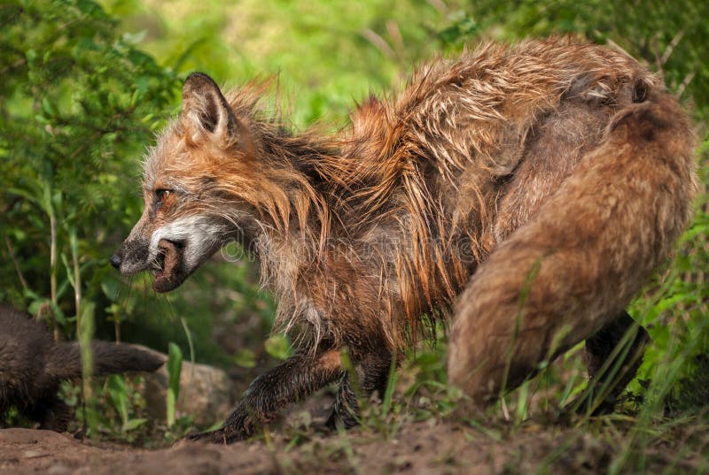 Red Fox Vixen Vulpes Vulpes Walks Behind Kit Stock Image - Image of ...